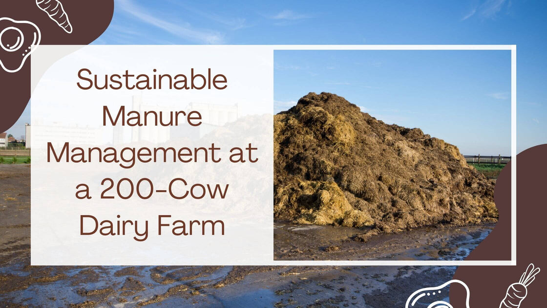 Sustainable Manure Management at a 200-Cow Dairy Farm