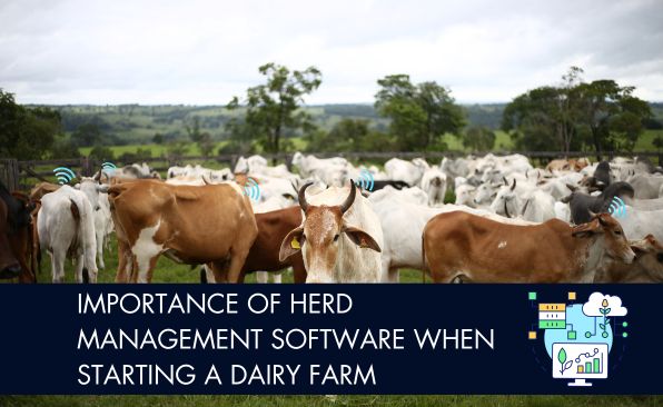 Importance of Herd Management Software When Starting a Dairy Farm