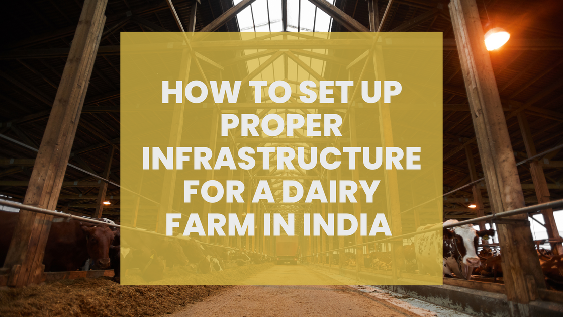How to Set Up Proper Infrastructure for a Dairy Farm in India – Delmer ...