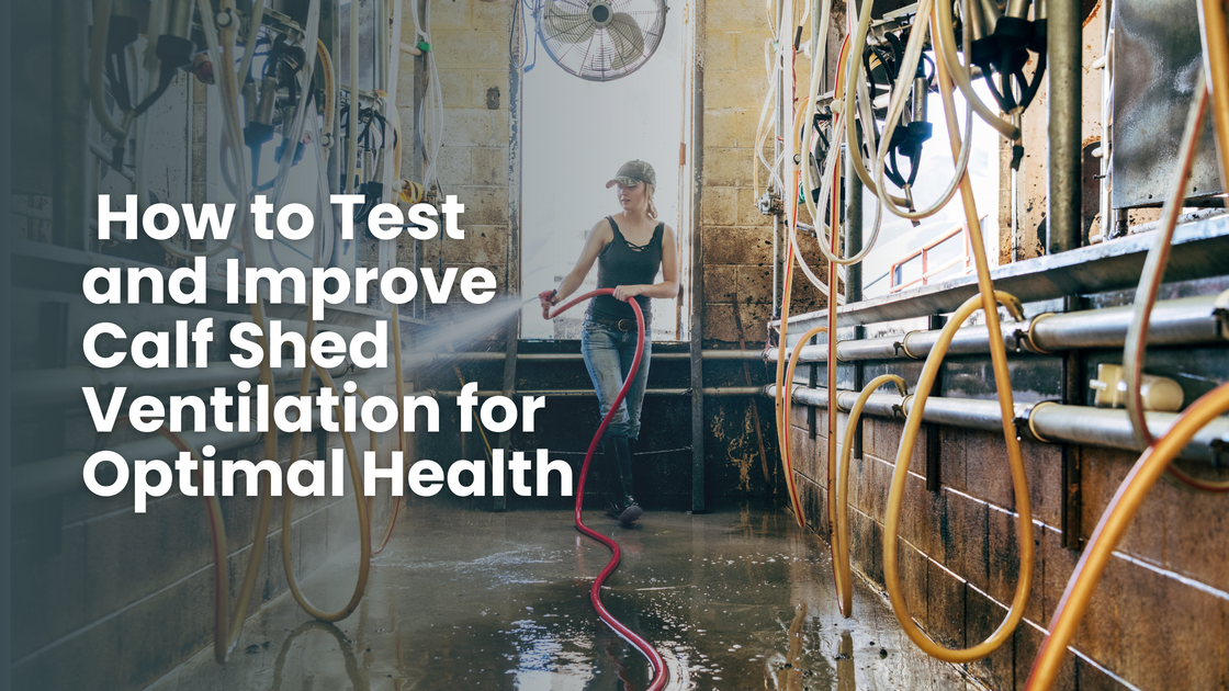 How to Test and Improve Calf Shed Ventilation for Optimal Health ...