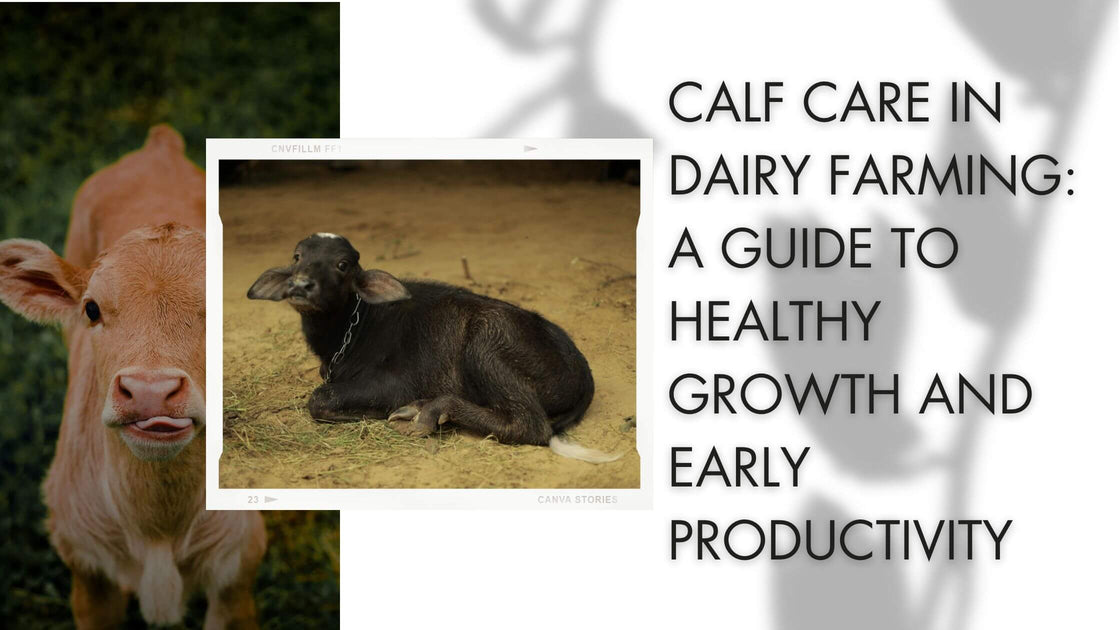 Calf Care in Dairy Farming: A Guide to Healthy Growth and Early Produc ...