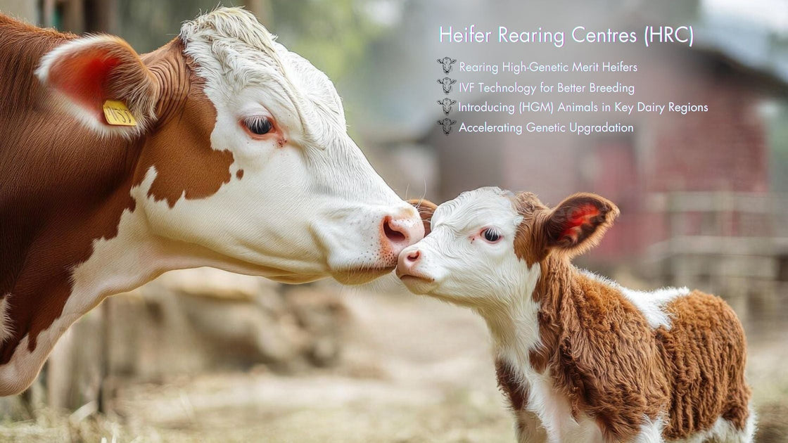 Heifer Rearing Centres (HRC) | Delmer Group