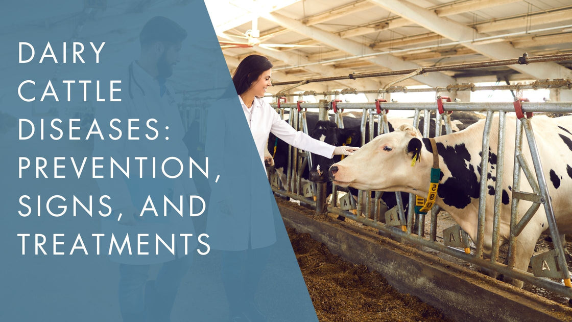 Dairy Cattle Diseases : Prevention, Signs, and Treatments – Delmer Group
