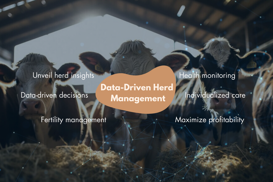 Data Driven Herd Management | Delmer Group