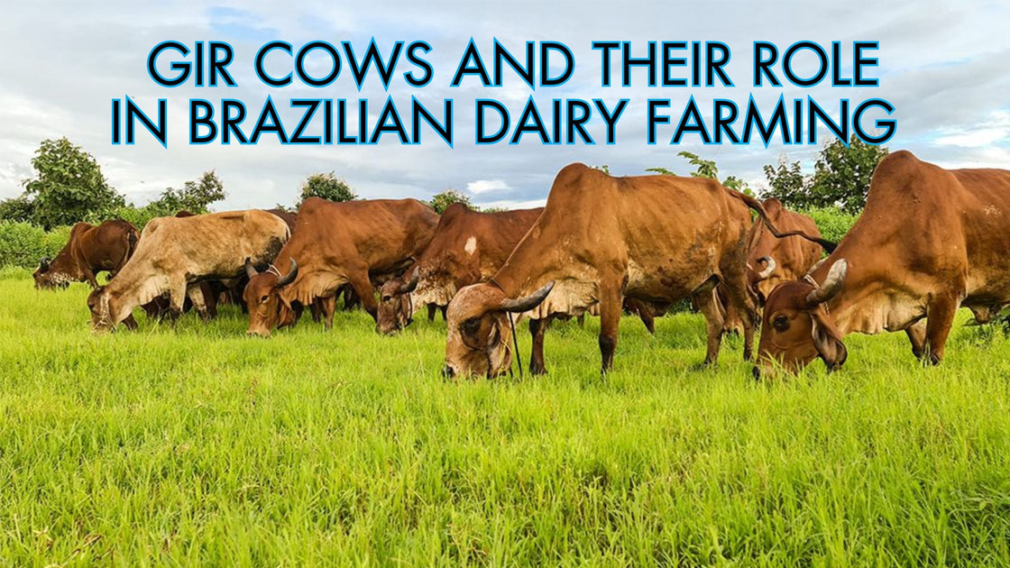 Gir Cows and Their Role in Brazilian Dairy Farming – Delmer Group