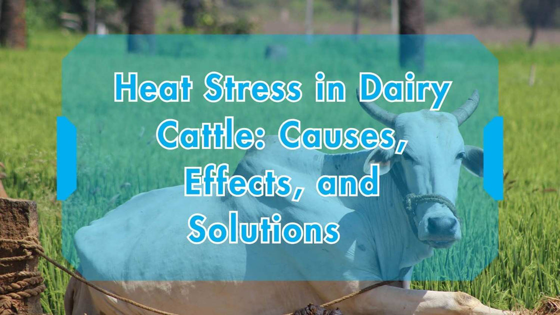 Heat Stress in Dairy Cattle: Causes, Effects, and Solutions