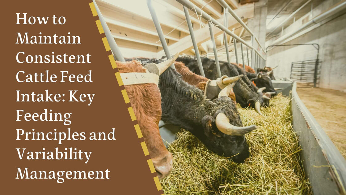 How to Maintain Consistent Cattle Feed Intake: Key Feeding Principles