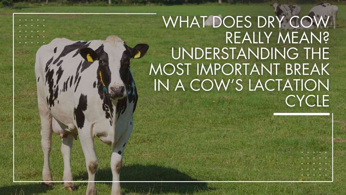 What Does Dry Cow Really Mean? Understanding the Most Important Break