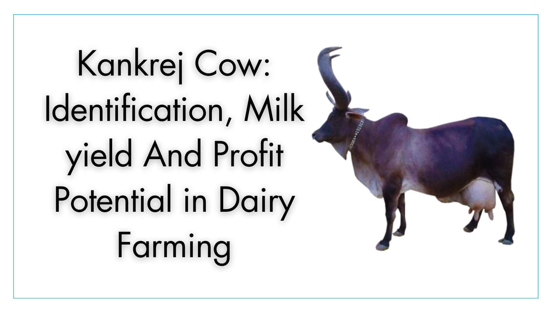 Kankrej Cow : Identification, Milk yield And Profit Potential in Dairy ...